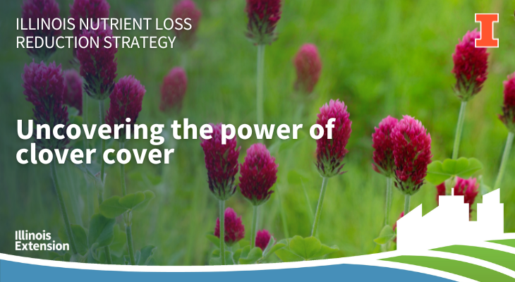Uncovering the power of clover cover | Nutrient Loss Reduction | Illinois Extension | UIUC